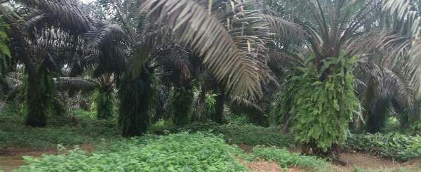 Makouké la plus ancienne palmeraie en production au Gabon