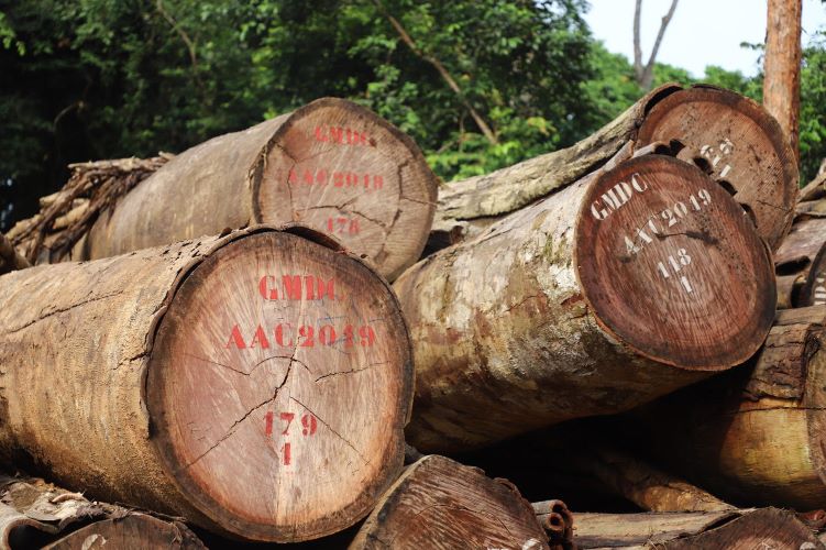 Du bois de Mayumba pour remettre à flot Corà wood à Port-Gentil