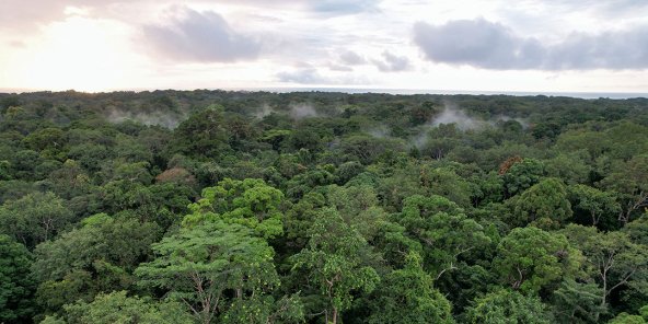 One Forest Vision (OFVi) : Dans le droit fil du One Forest Summit