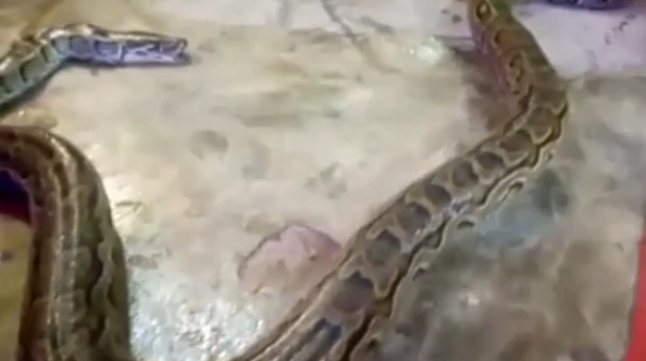 Port-Gentil : un python fait irruption dans une église et fonce vers le ...