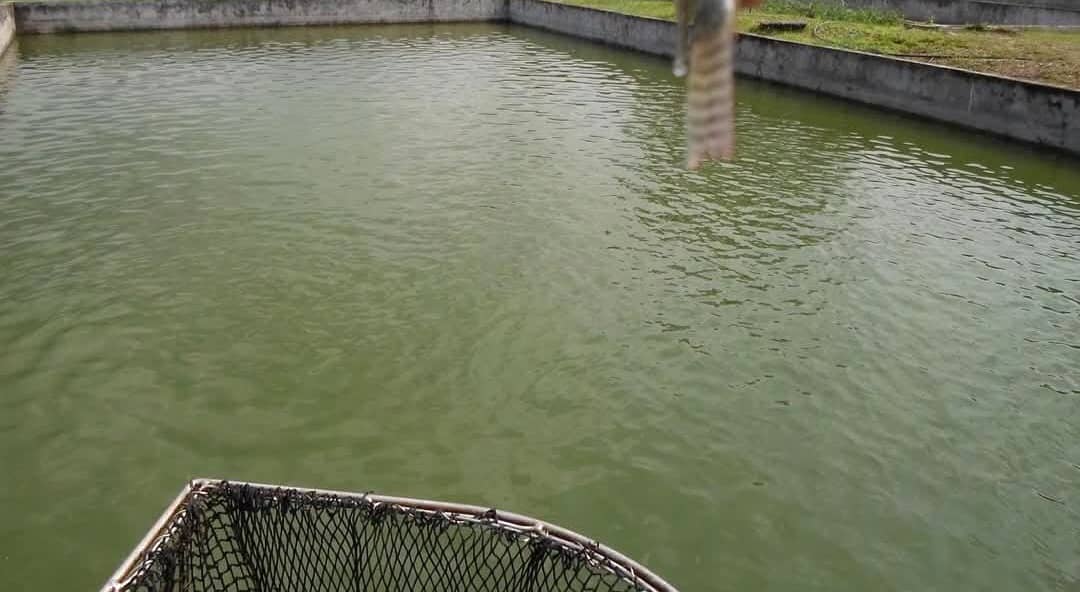 Pisciculture : Les temps sont durs pour "l'Ecloserie" de Lambaréné